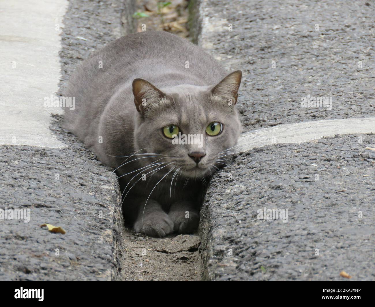 A beautiful shot of a gray cat with green eyes outdoors Stock Photo - Alamy