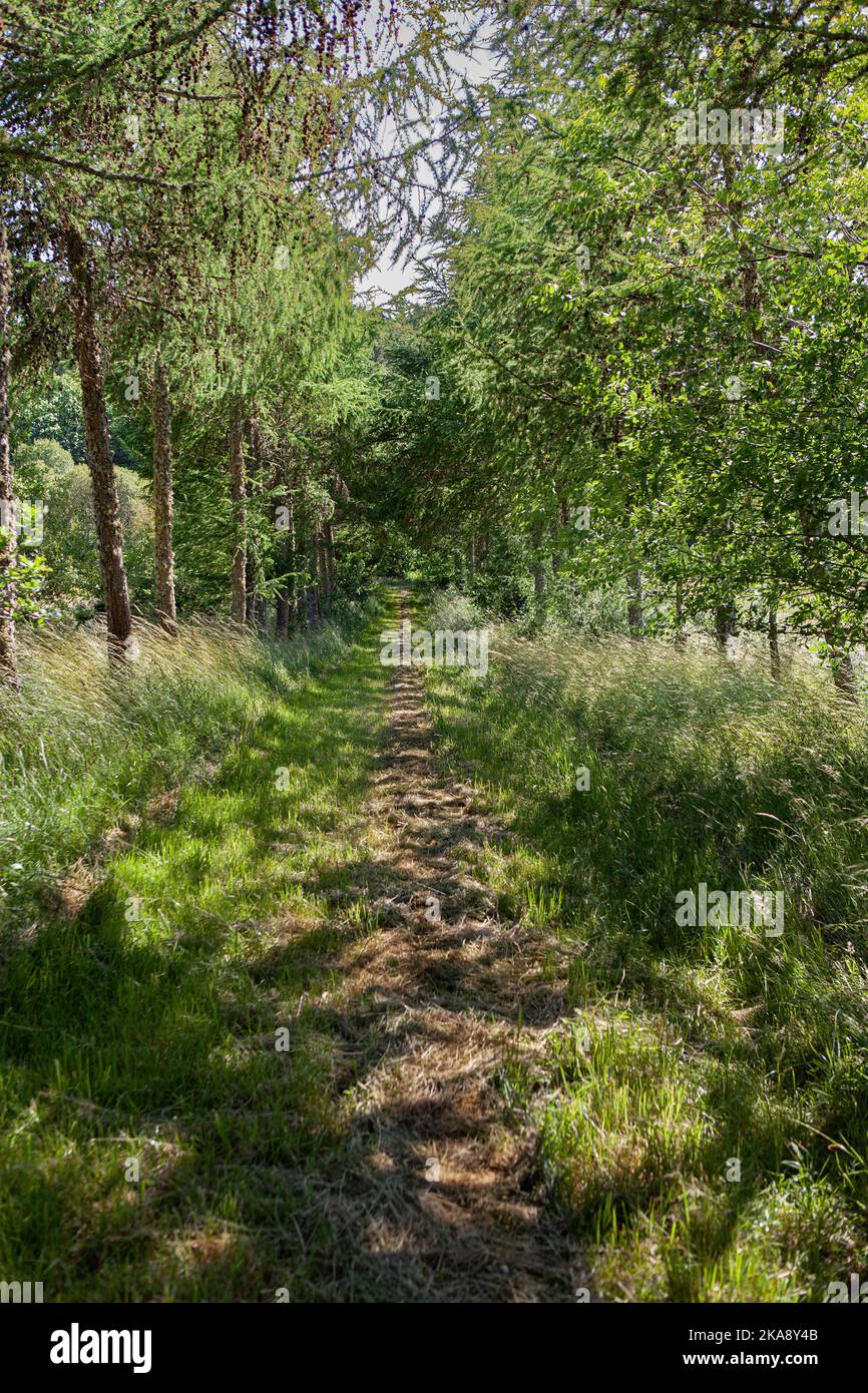 Woods undergrowth hi-res stock photography and images - Alamy