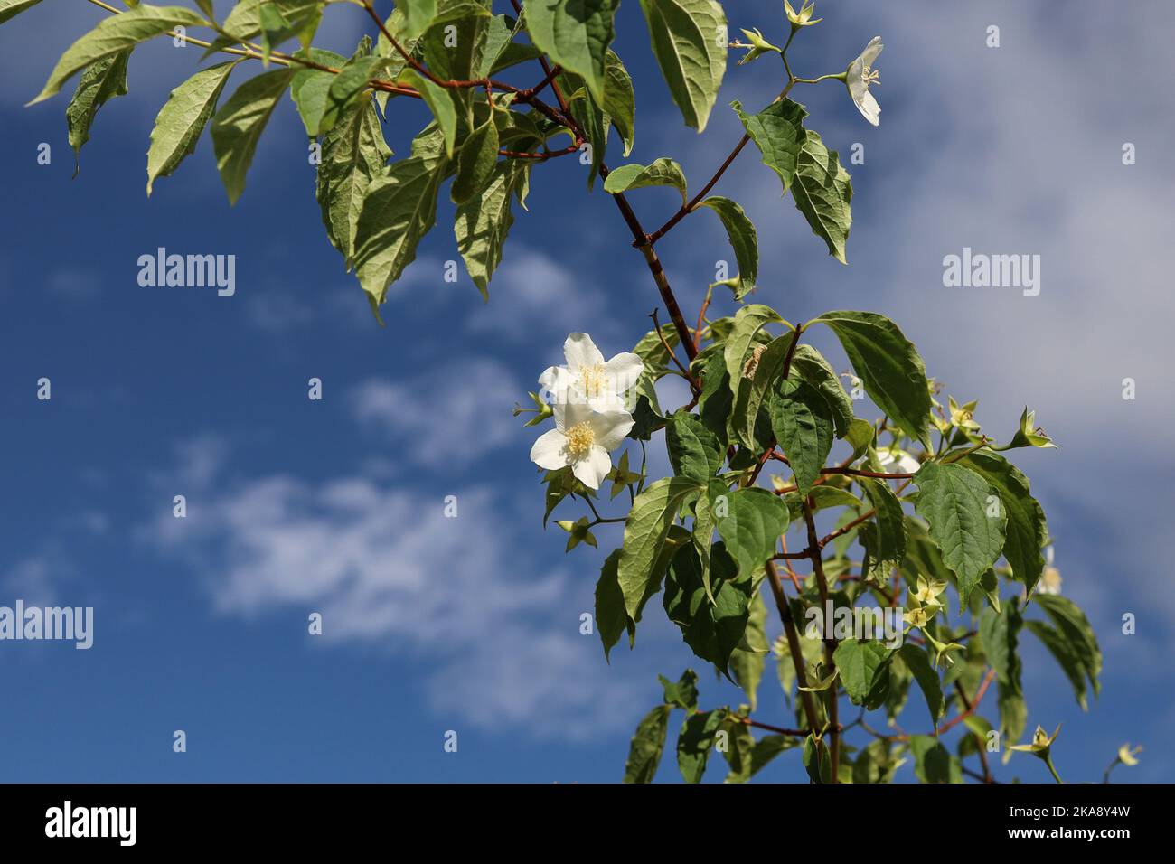 The Plant Philadelphus coronarius in the sky background Stock Photo - Alamy