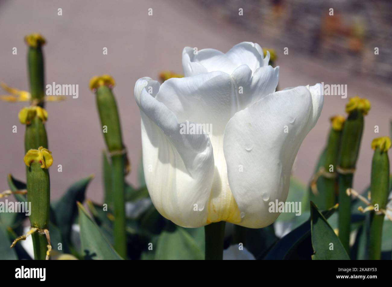Single White Tulipa 'Calgary' (Triumph Tulip) Flower grown at RHS ...