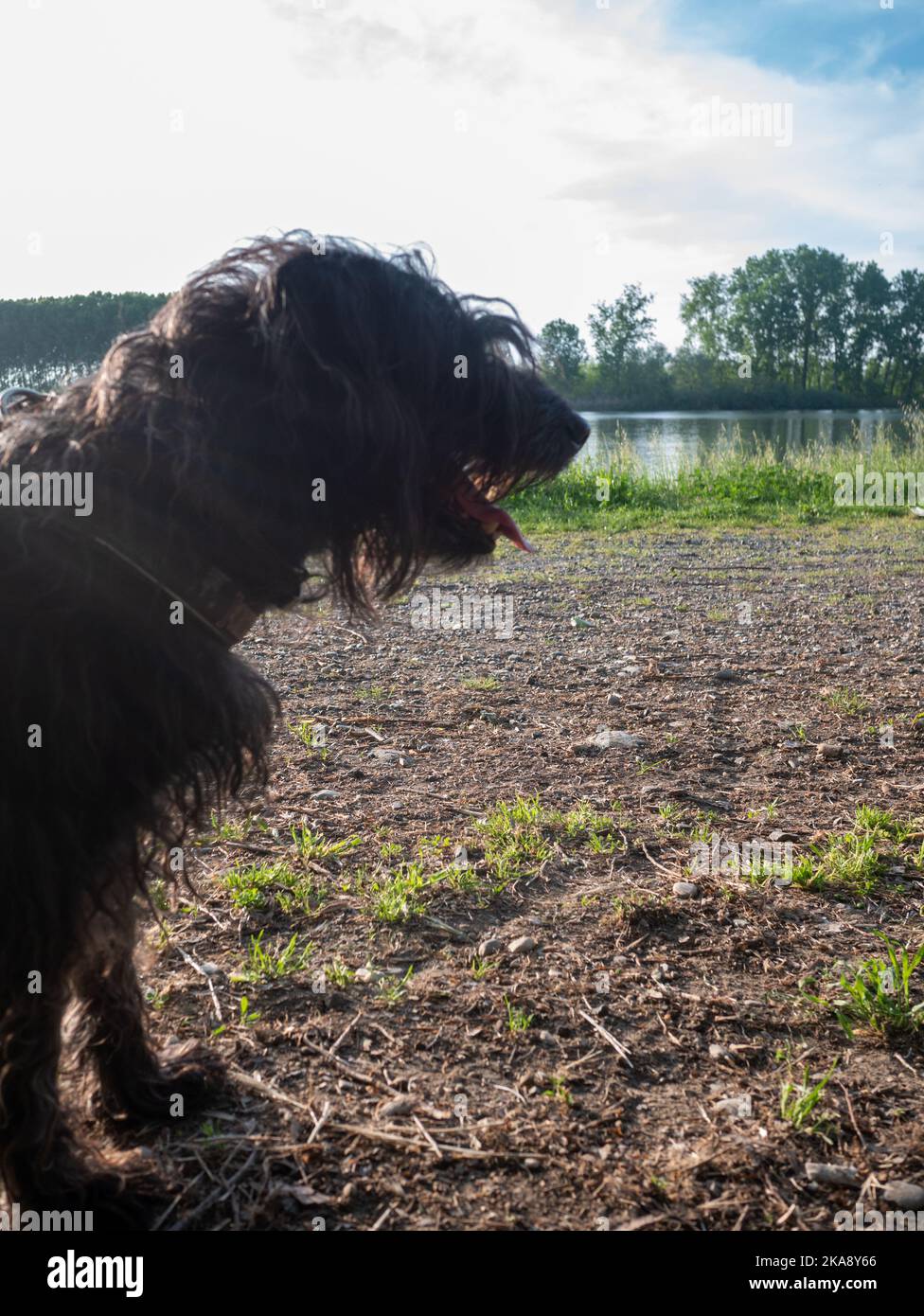 black terrier dog in the river coast at sunset, outdoors, springtime ...