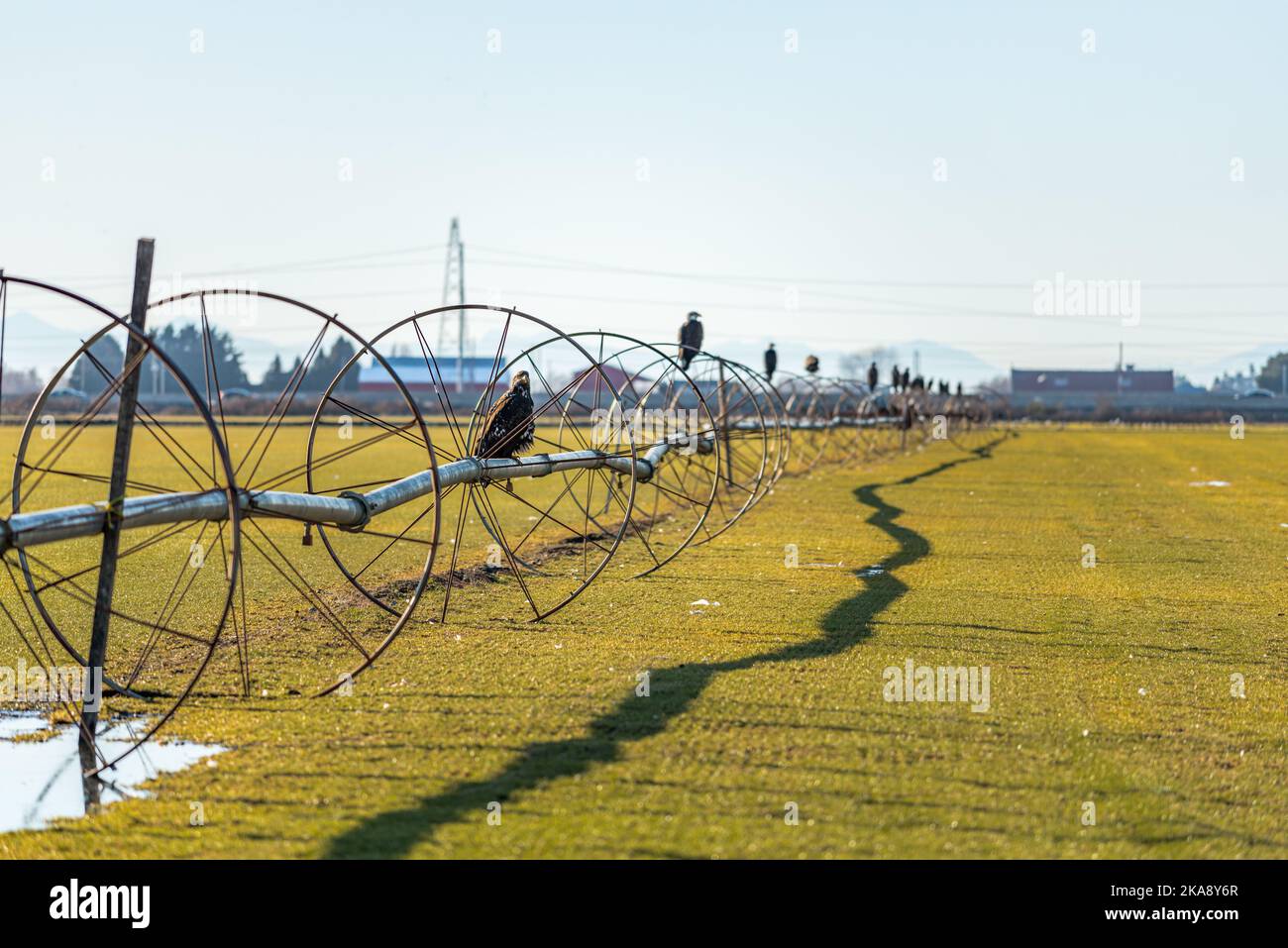 A scenic view of eagles perched on irrigation tubes in an open green ...