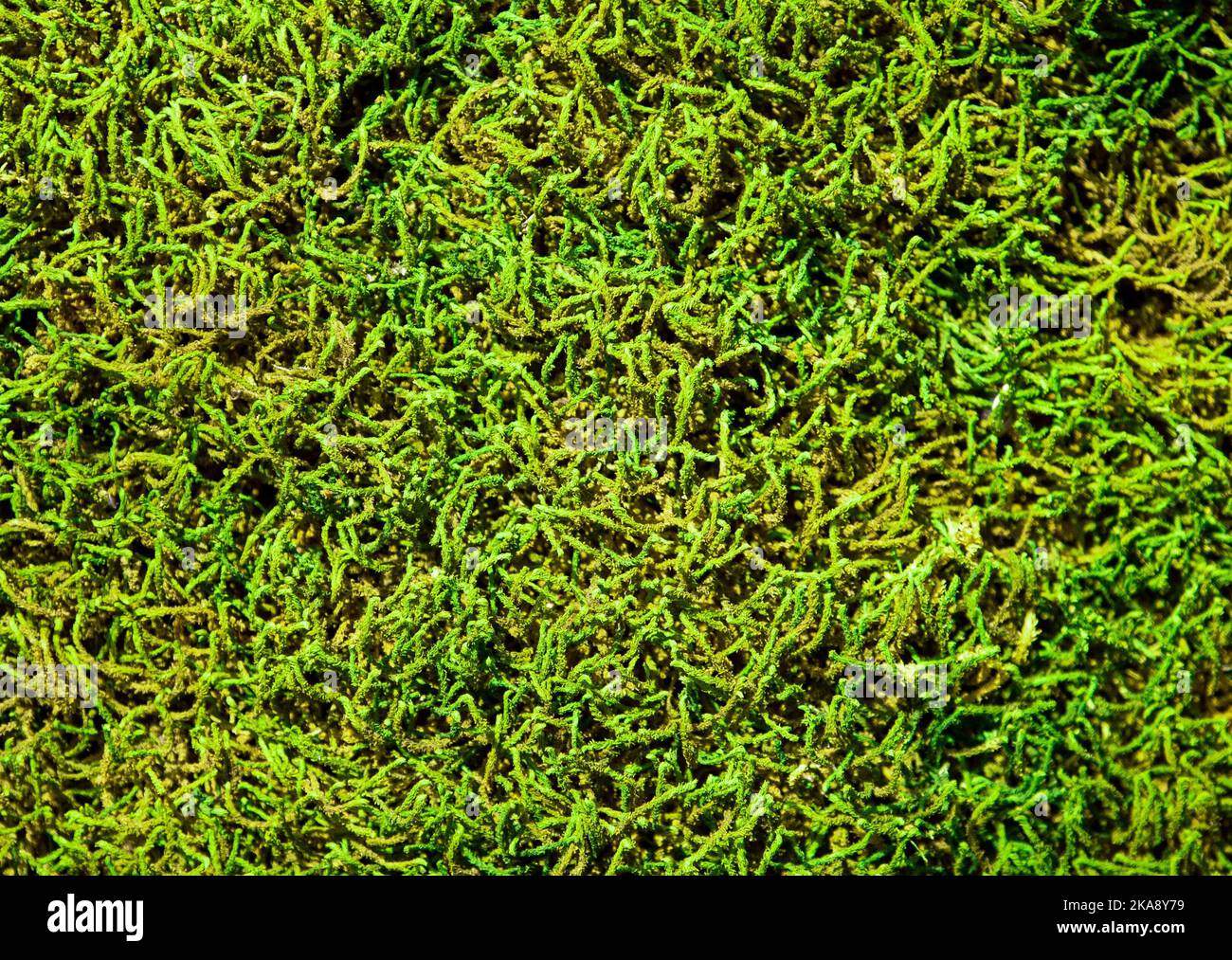 a close-up with a tree moss, green, macro, forest Stock Photo - Alamy