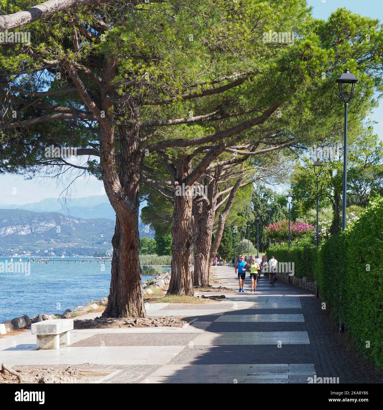 lake side promenade shaded by trees, Lazise, Lake Garda, Italy,Europe ...
