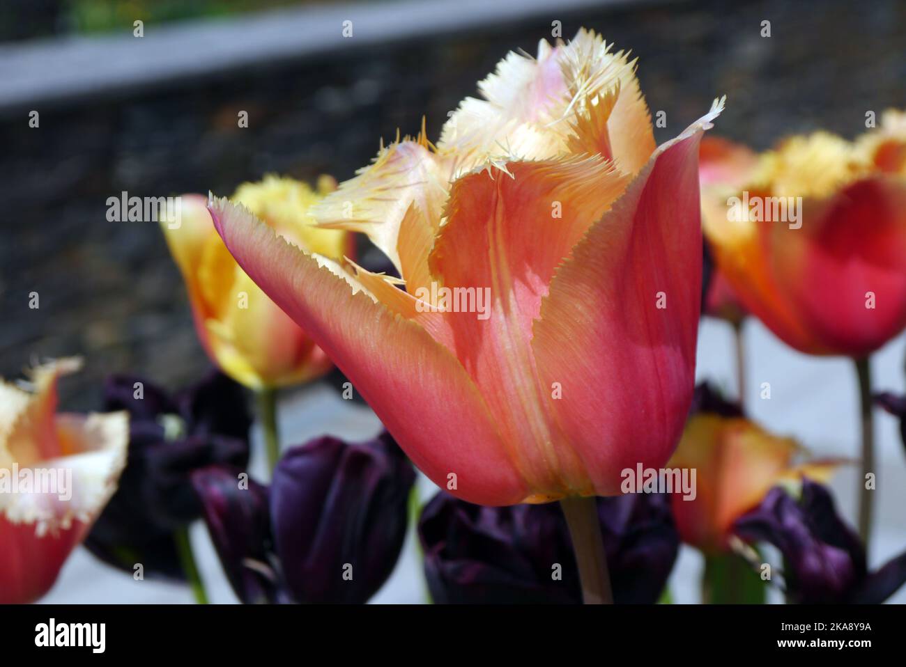Single Orange/Yellow Tulipa 'Lambada' (Fringed Tulip) Flower grown at ...