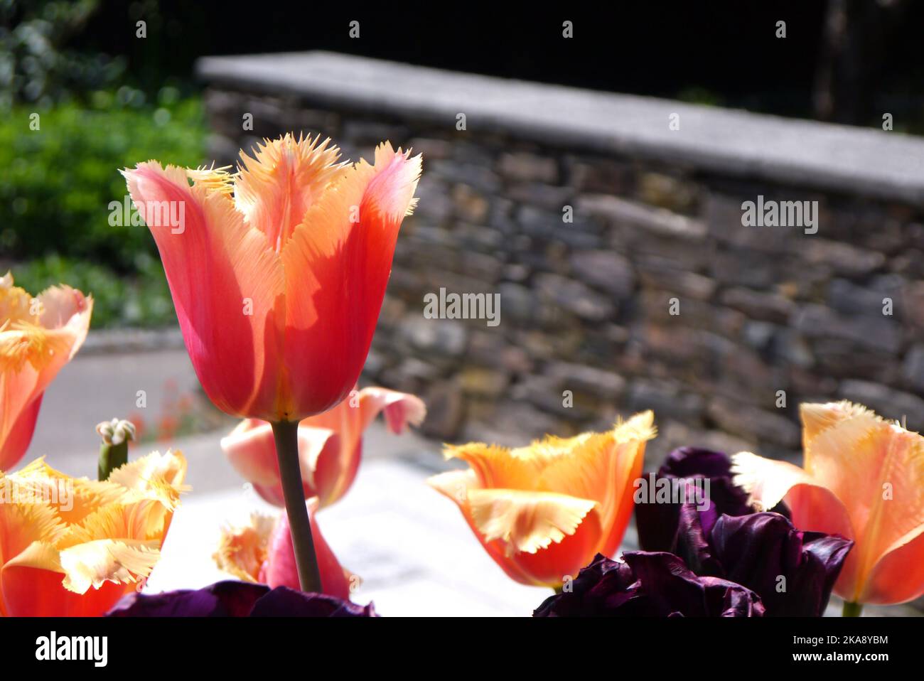 Single Orange/Yellow Tulipa 'Lambada' (Fringed Tulip) Flower grown at ...