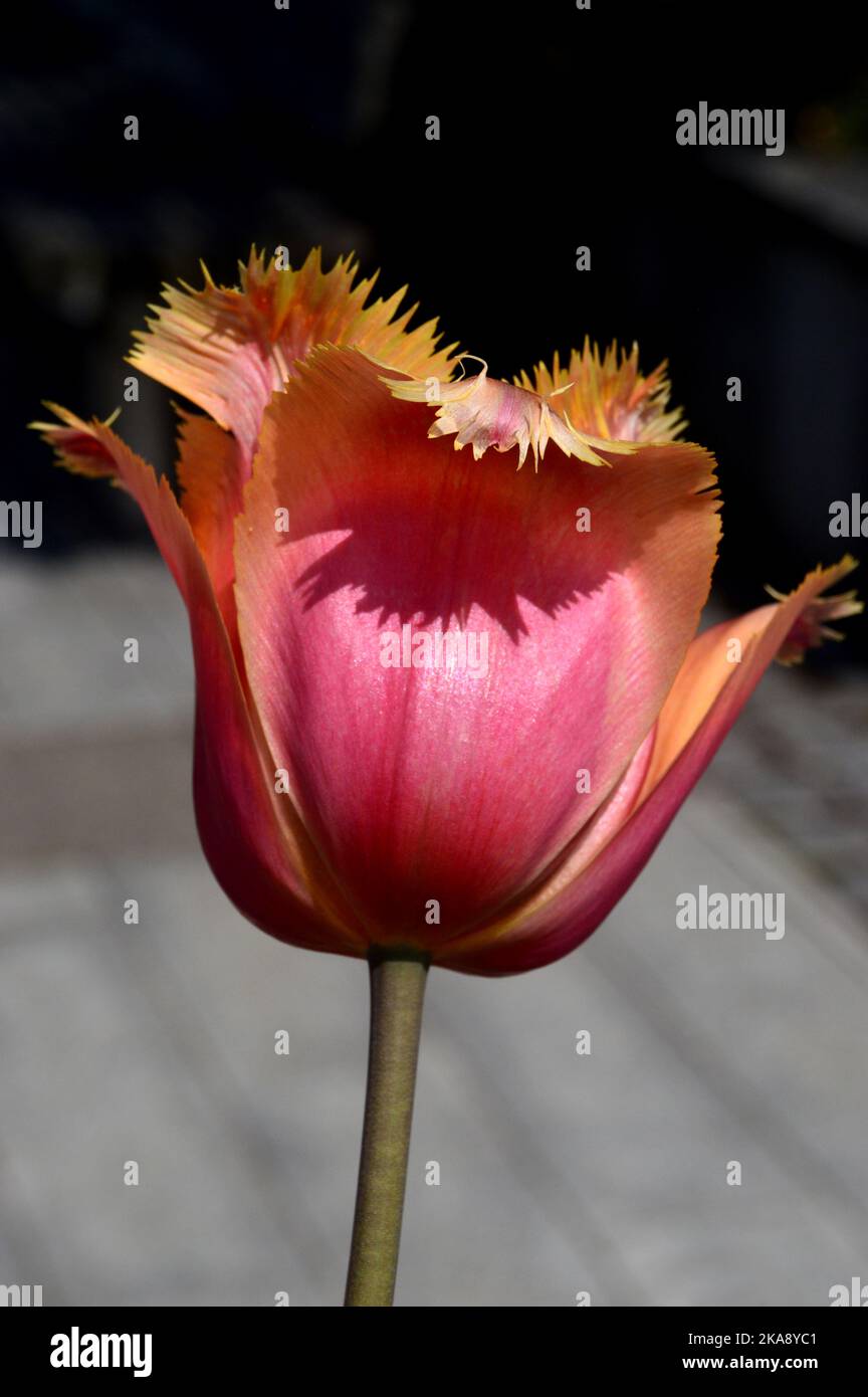 Single Orange/Yellow Tulipa 'Lambada' (Fringed Tulip) Flower grown at ...