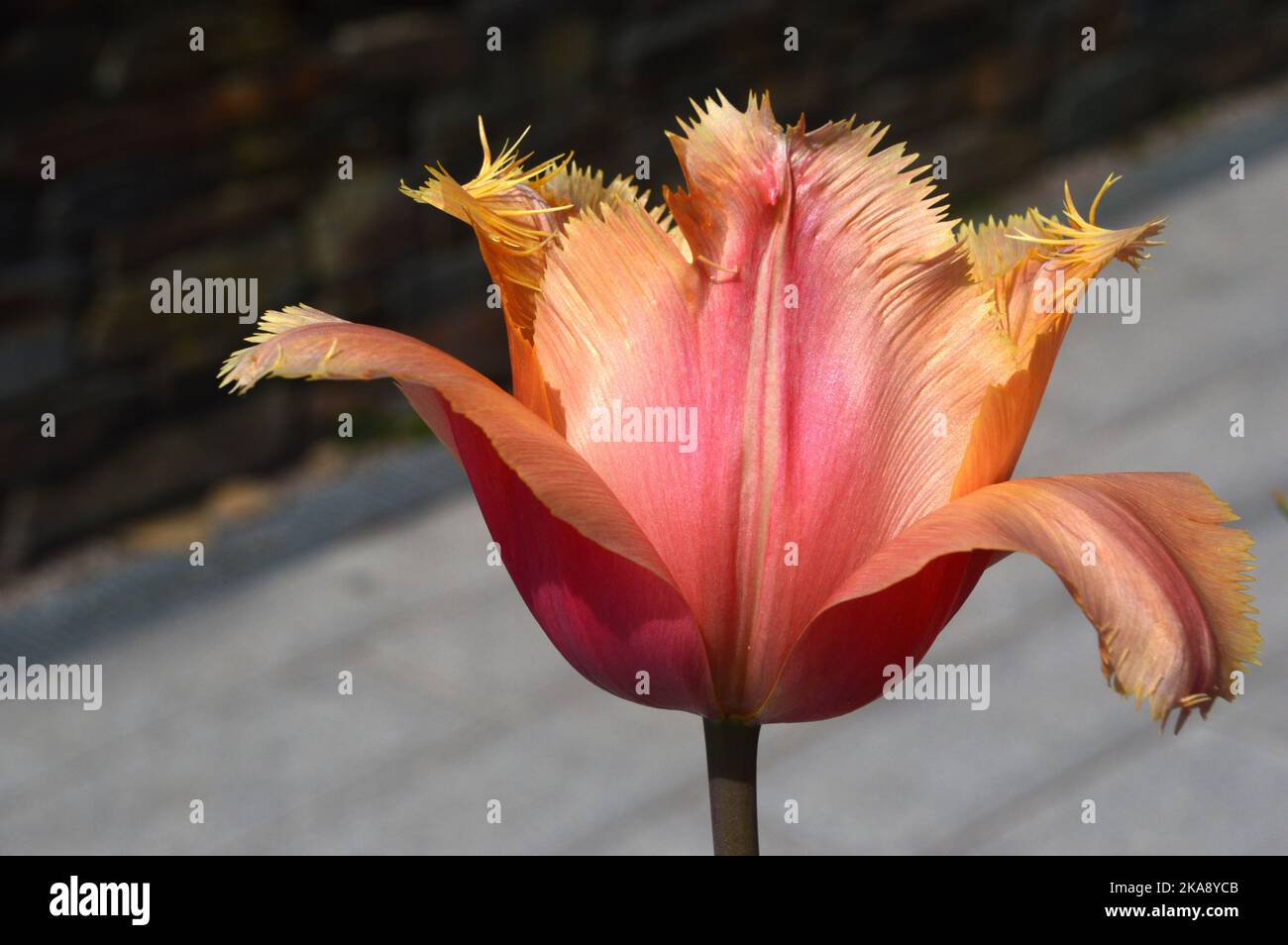 Single Orange/Yellow Tulipa 'Lambada' (Fringed Tulip) Flower grown at ...