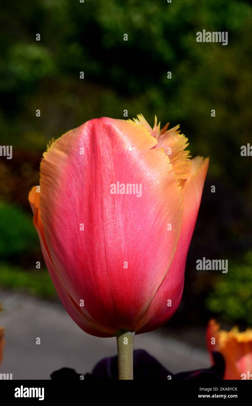 Single Orange/Yellow Tulipa 'Lambada' (Fringed Tulip) Flower grown at ...