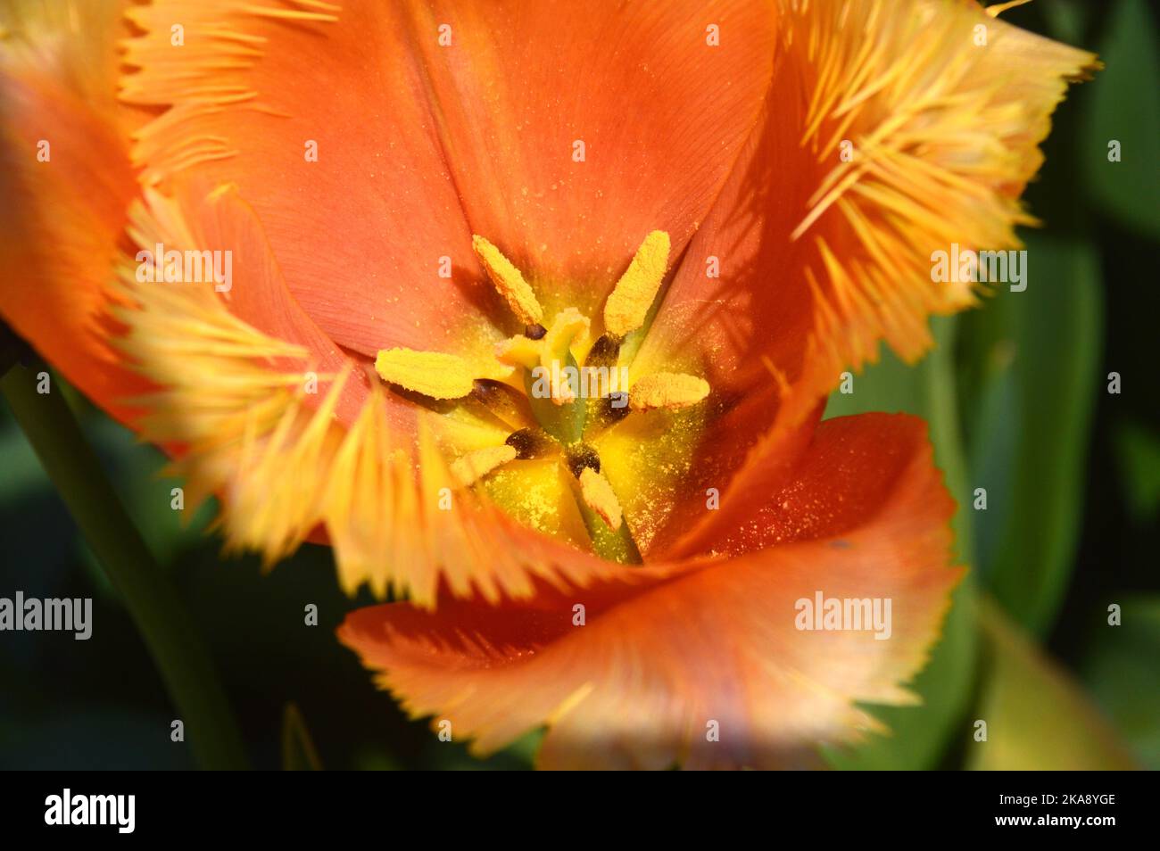Close up of Stamen, Pistil & Stigma of an Orange/Yellow Tulipa 'Lambada' (Fringed Tulip) Flower ...