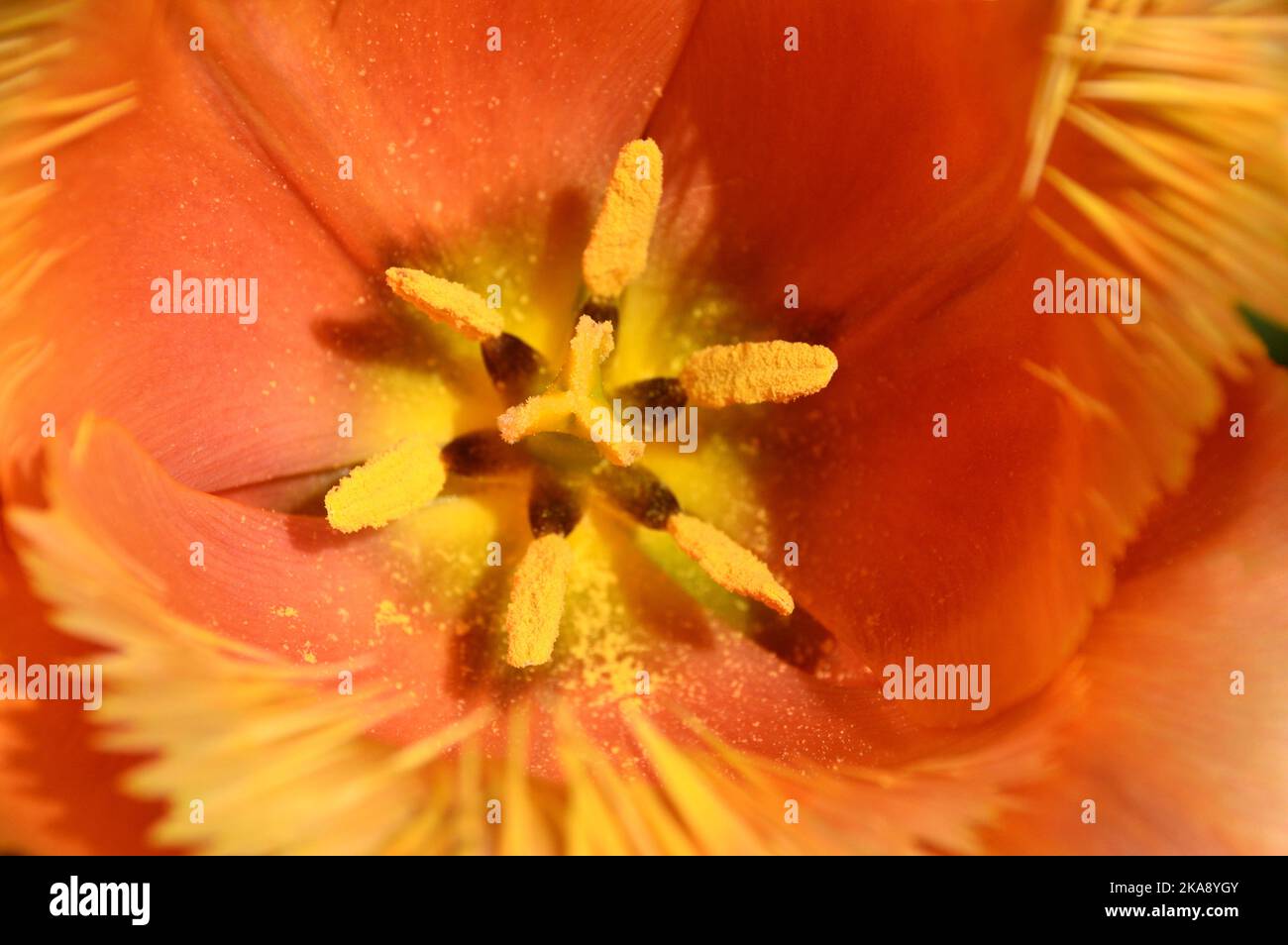 Close up of Stamen, Pistil & Stigma of an Orange/Yellow Tulipa 'Lambada' (Fringed Tulip) Flower ...