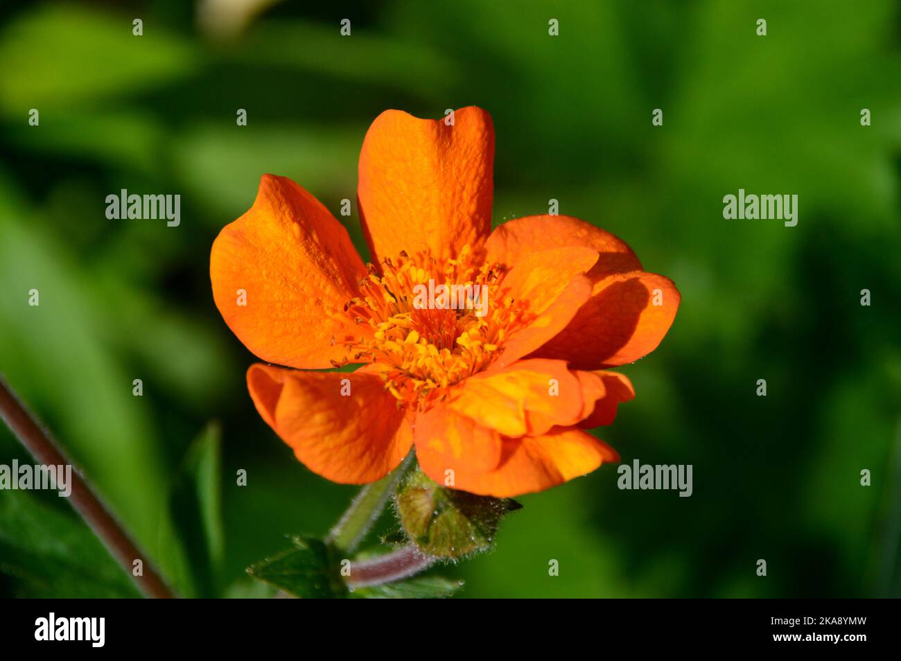 Orange geum hi-res stock photography and images - Alamy