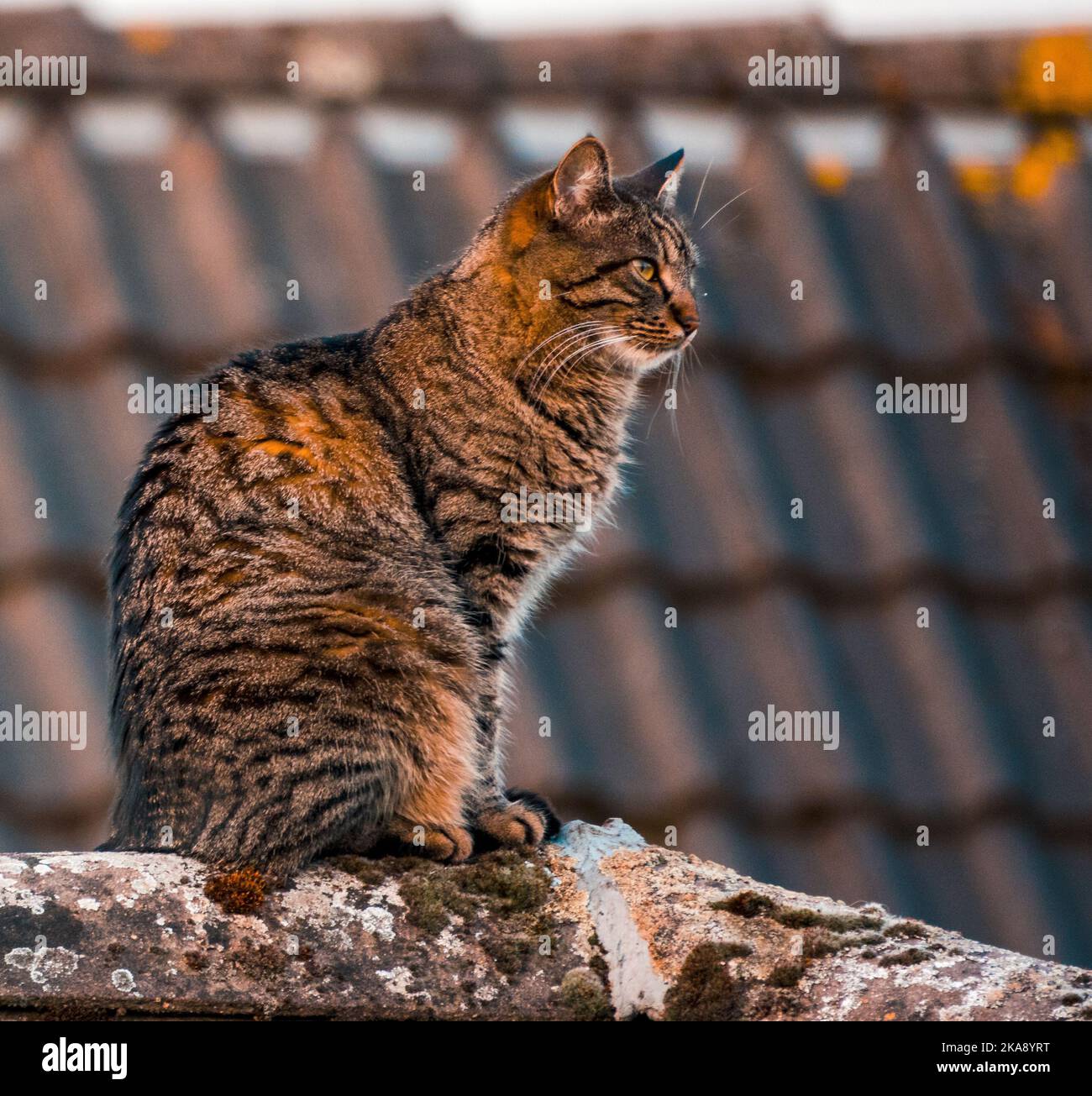 Kitten rooftop hi-res stock photography and images - Alamy