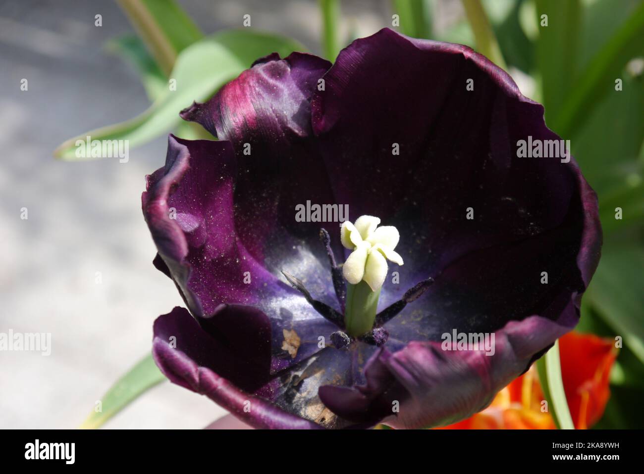 Close up of Stamen, Pistil & Stigma of a Deep Maroon Tulipa 'Queen of ...