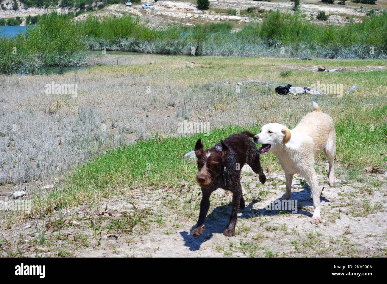 Dogs in nature at a sunny summer day Stock Photo - Alamy