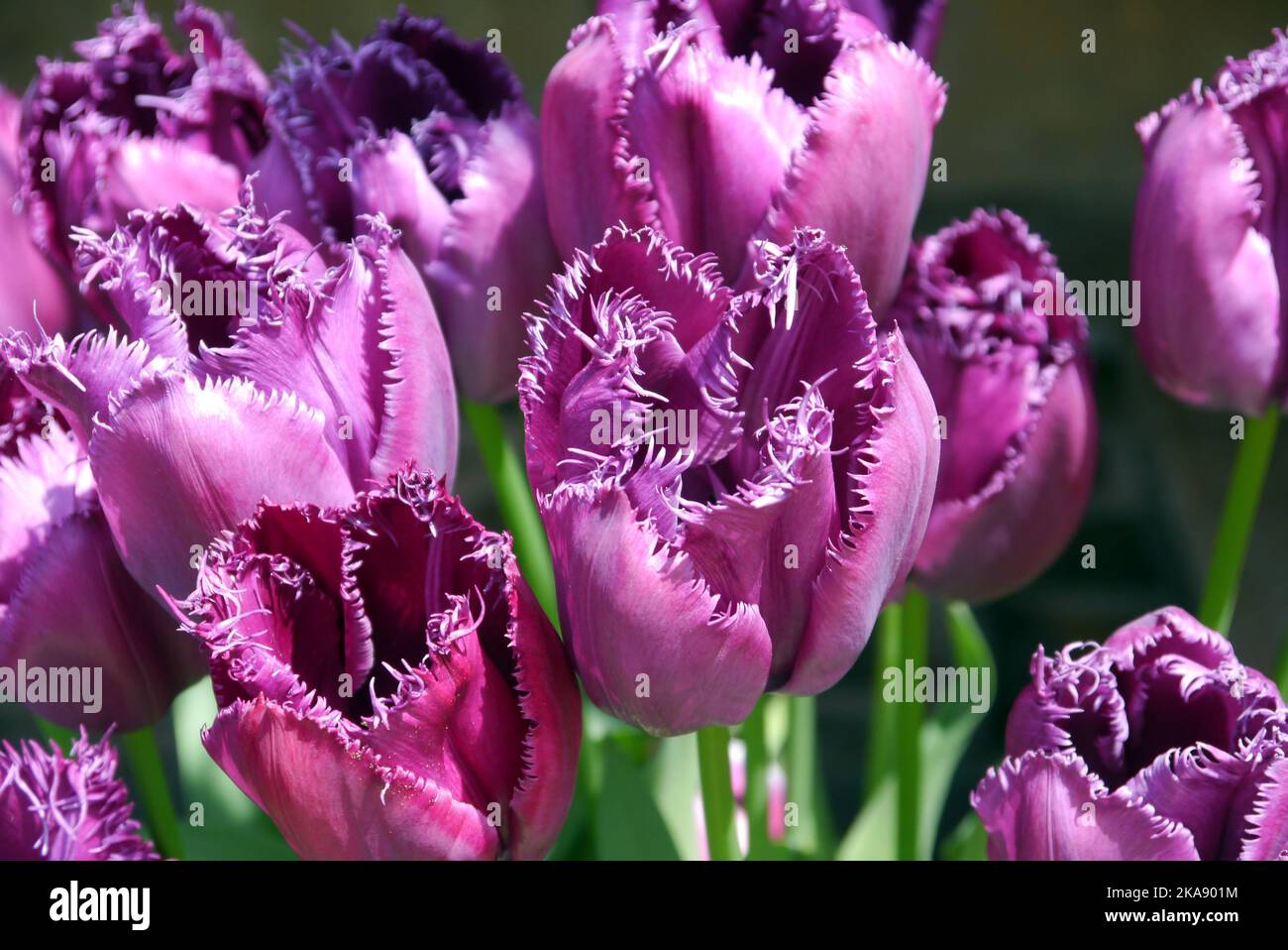 Deep Purple Tulipa 'Curly Sue' (Fringed Tulip) Flower Head grown at RHS ...