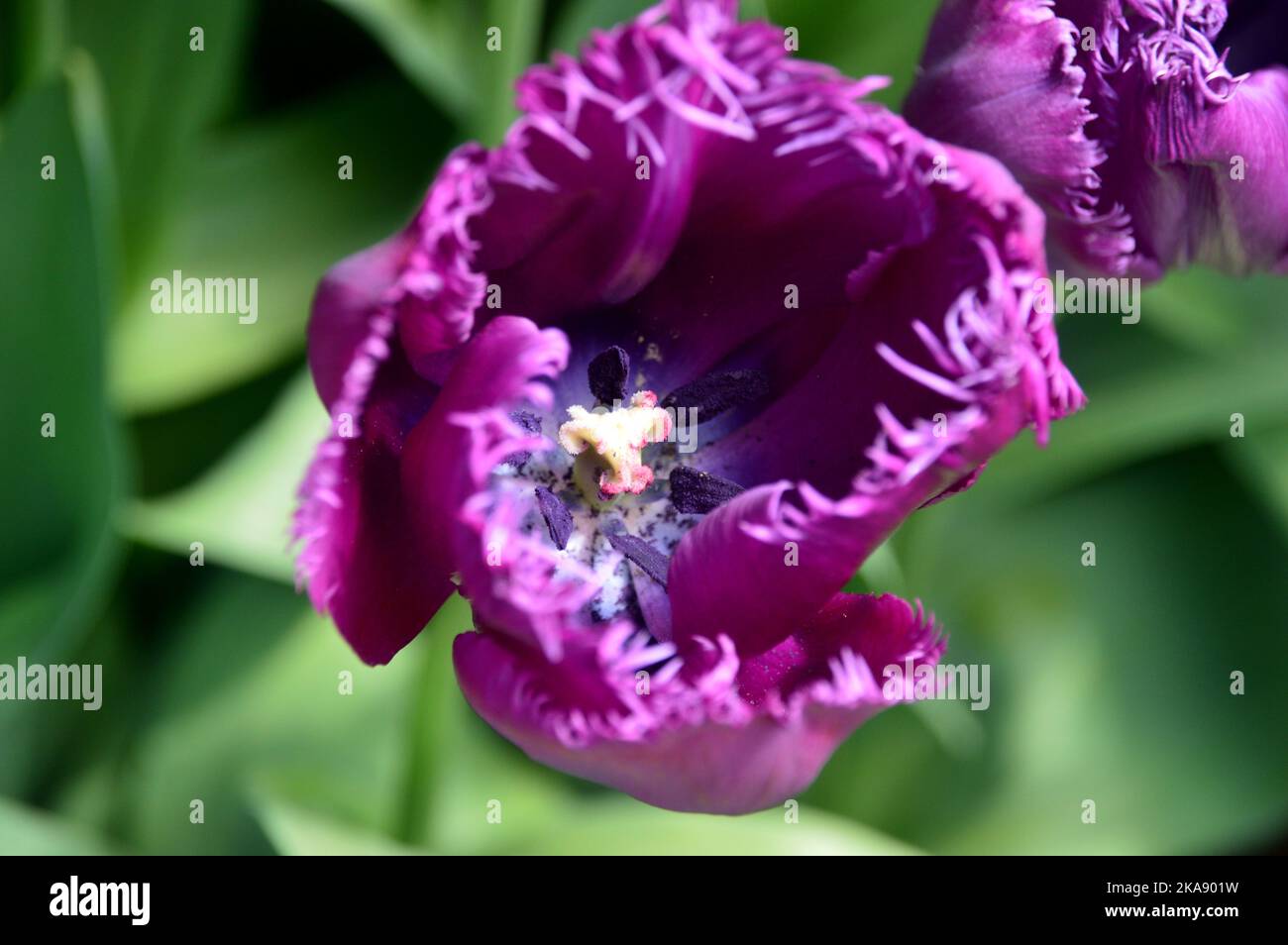 Close up of Stamen, Pistil & Stigma of a Purple Tulipa 'Curly Sue' (Fringed Tulip) Flower Head ...