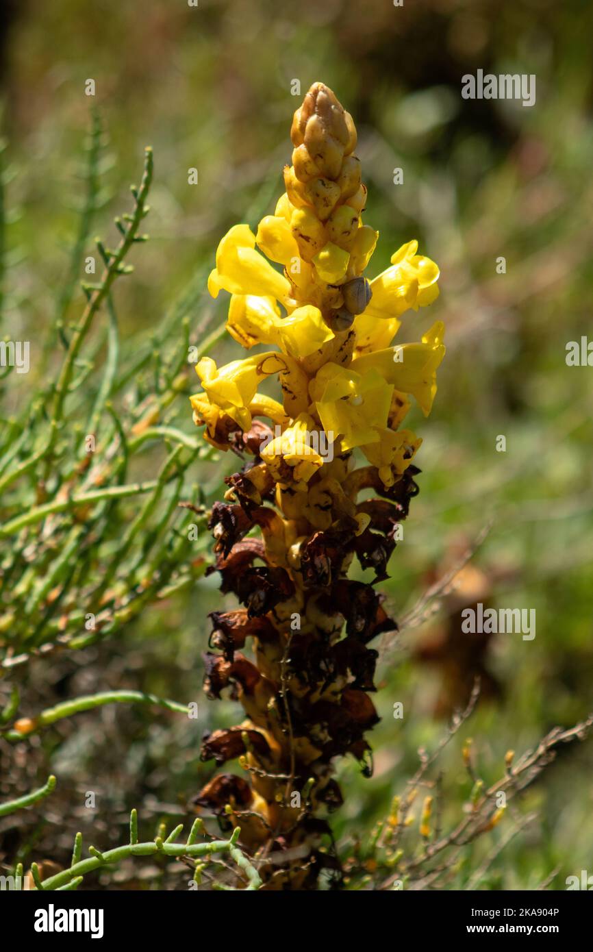 A shallow focus close-up of yellow cistanche plant Stock Photo - Alamy
