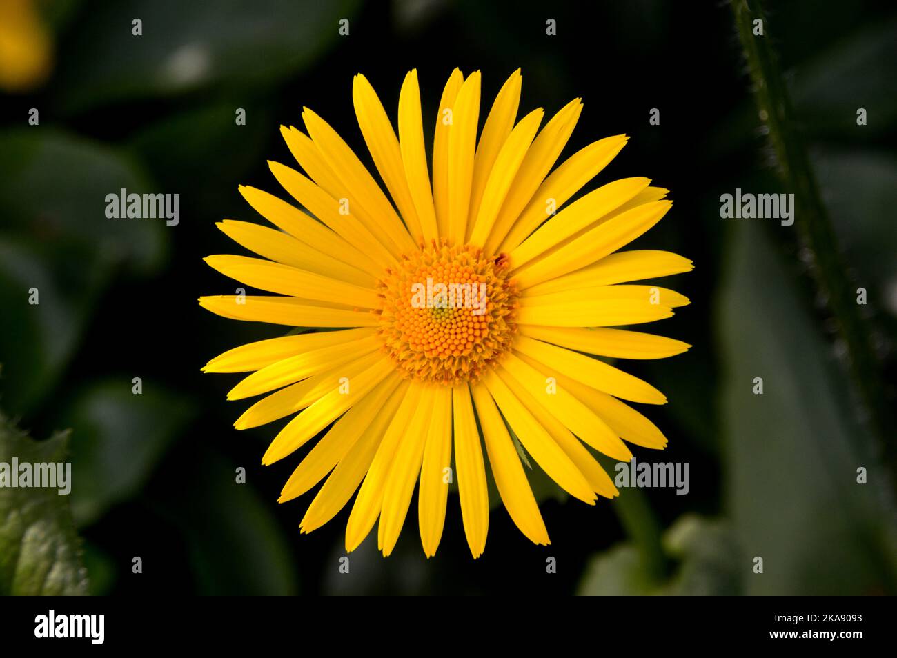 Single Yellow Daisy