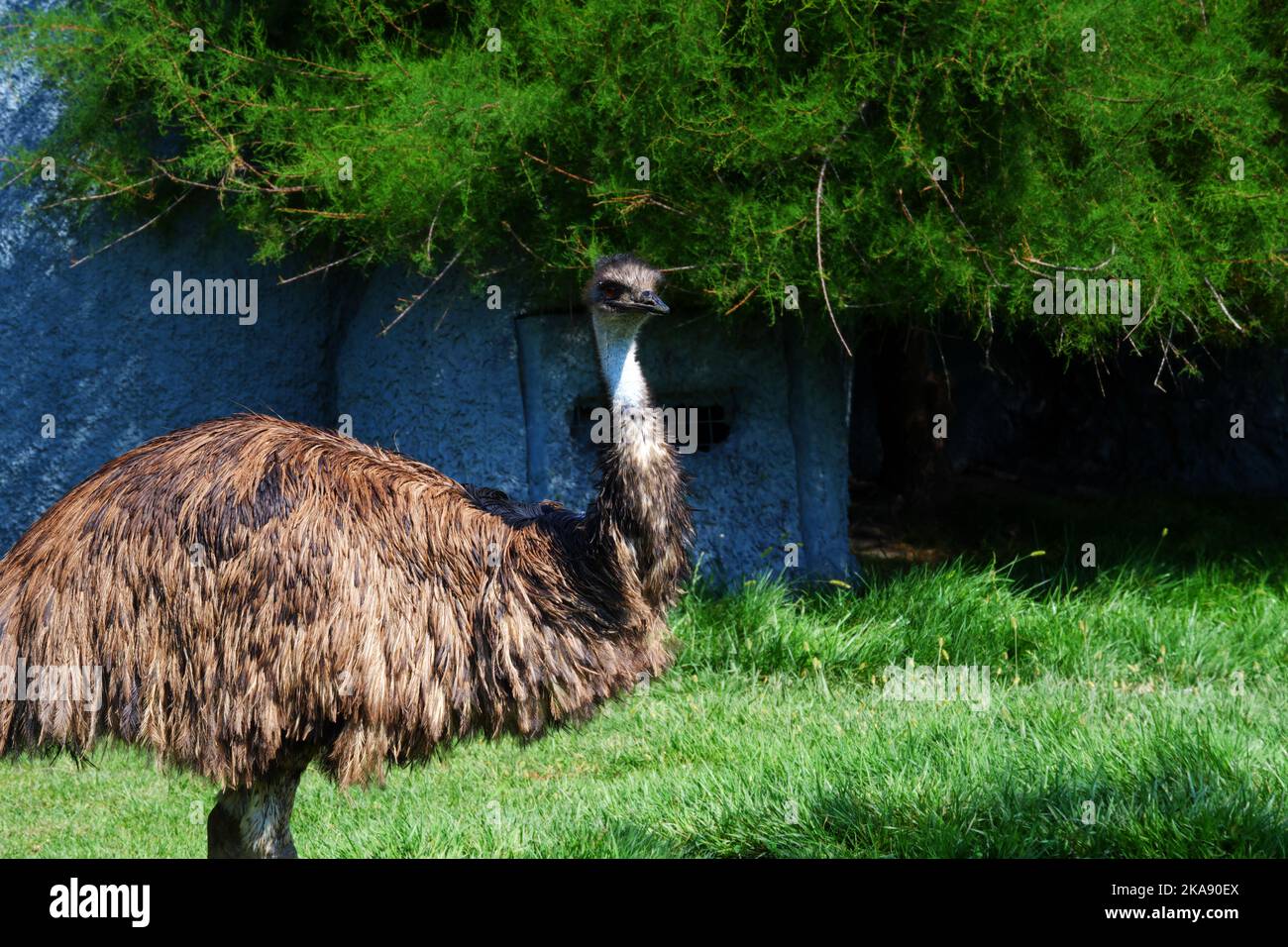 Australian emu meat hi-res stock photography and images - Alamy