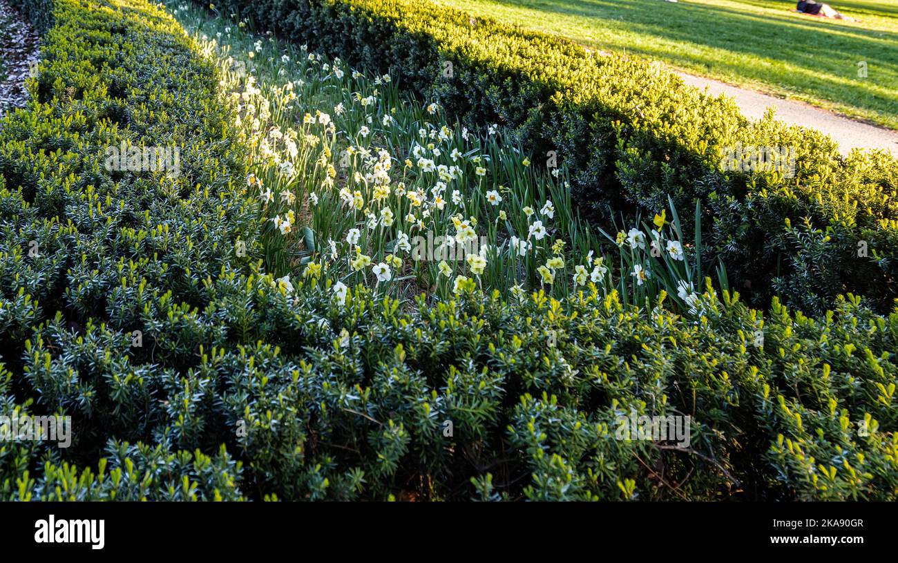 Oslo in summertime Pansies Pinseliljer Kampen Park Oslo Norway Stock ...