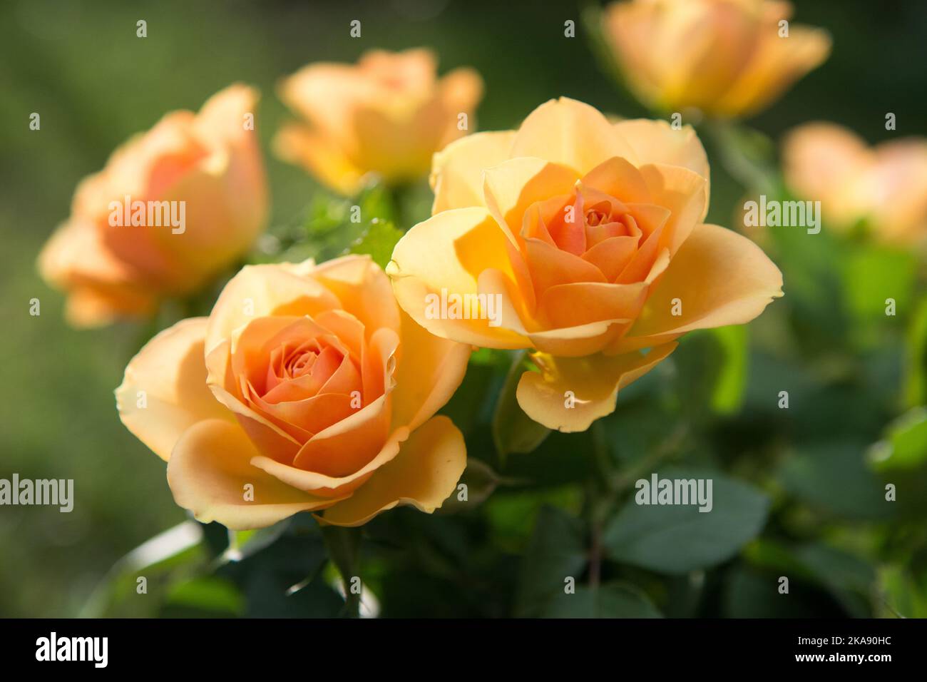 Cream roses hi-res stock photography and images - Alamy