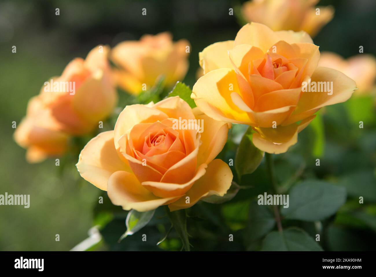 Cream roses hi-res stock photography and images - Alamy