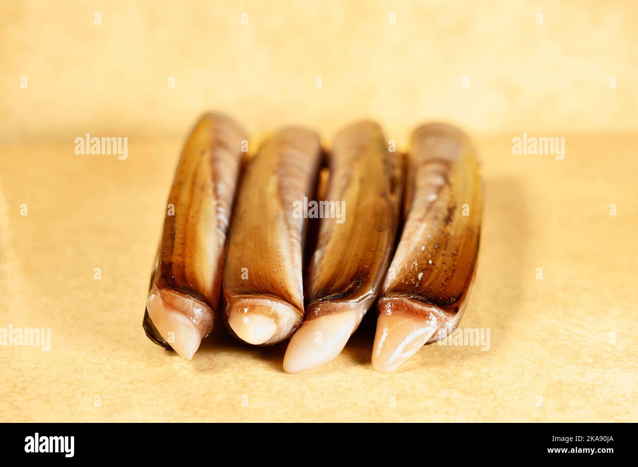 Elongated , rectangular razor shell , bivalve fish , solen marginatus ...