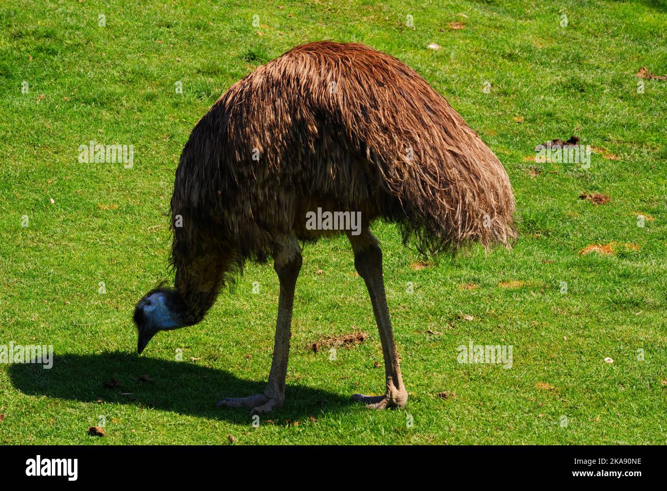 Australian emu meat hi-res stock photography and images - Alamy