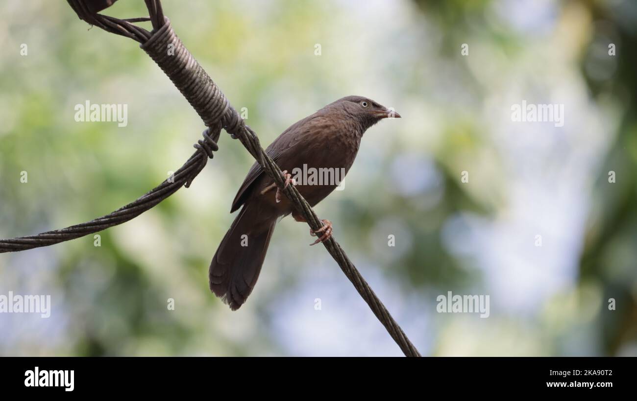 A closeup of a Jungle babbler perched on a wire Stock Photo - Alamy