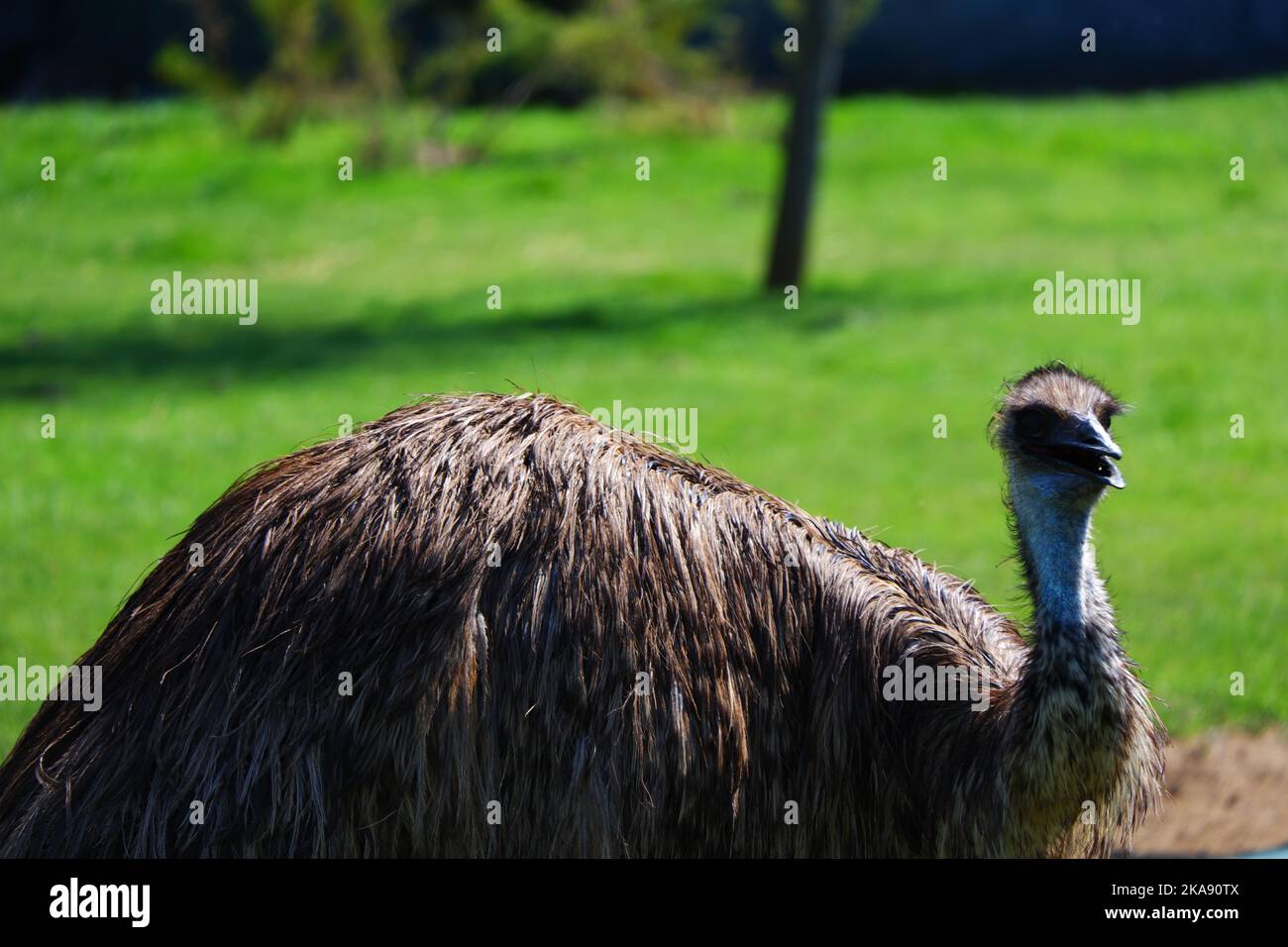 Emu meat hi-res stock photography and images - Alamy