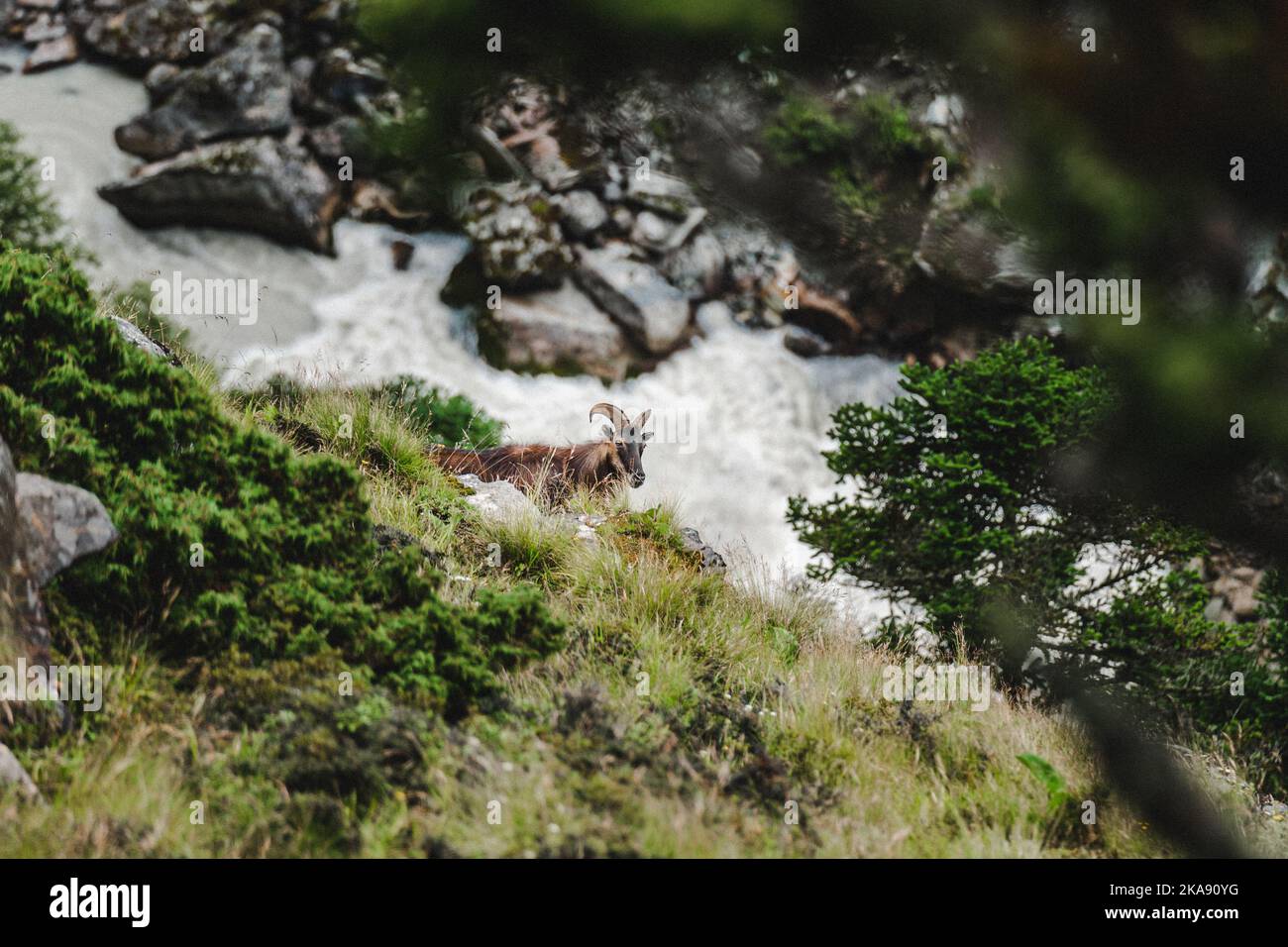 Wild Mountain Goat spotted in Everest region, Nepal Stock Photo - Alamy