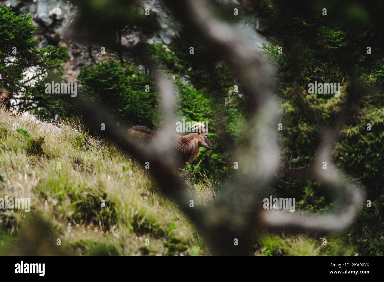 Wild Mountain Goat spotted in Everest region, Nepal Stock Photo - Alamy
