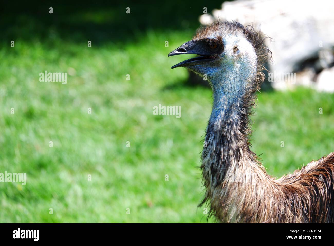 Australian emu meat hi-res stock photography and images - Alamy