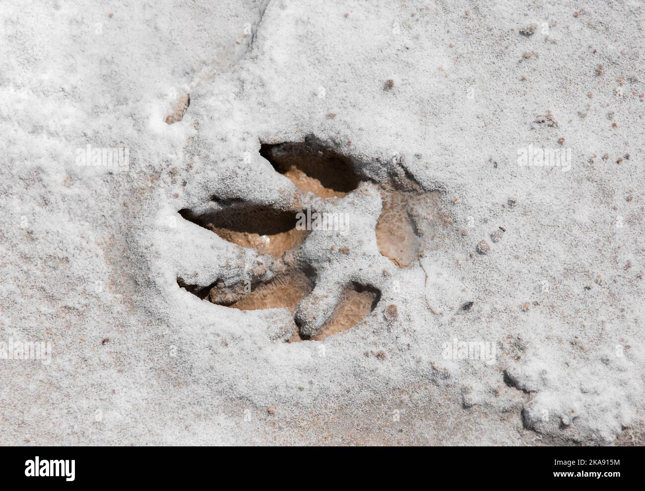 a close-up with a track of a jackal on the mud, wild, ground Stock ...