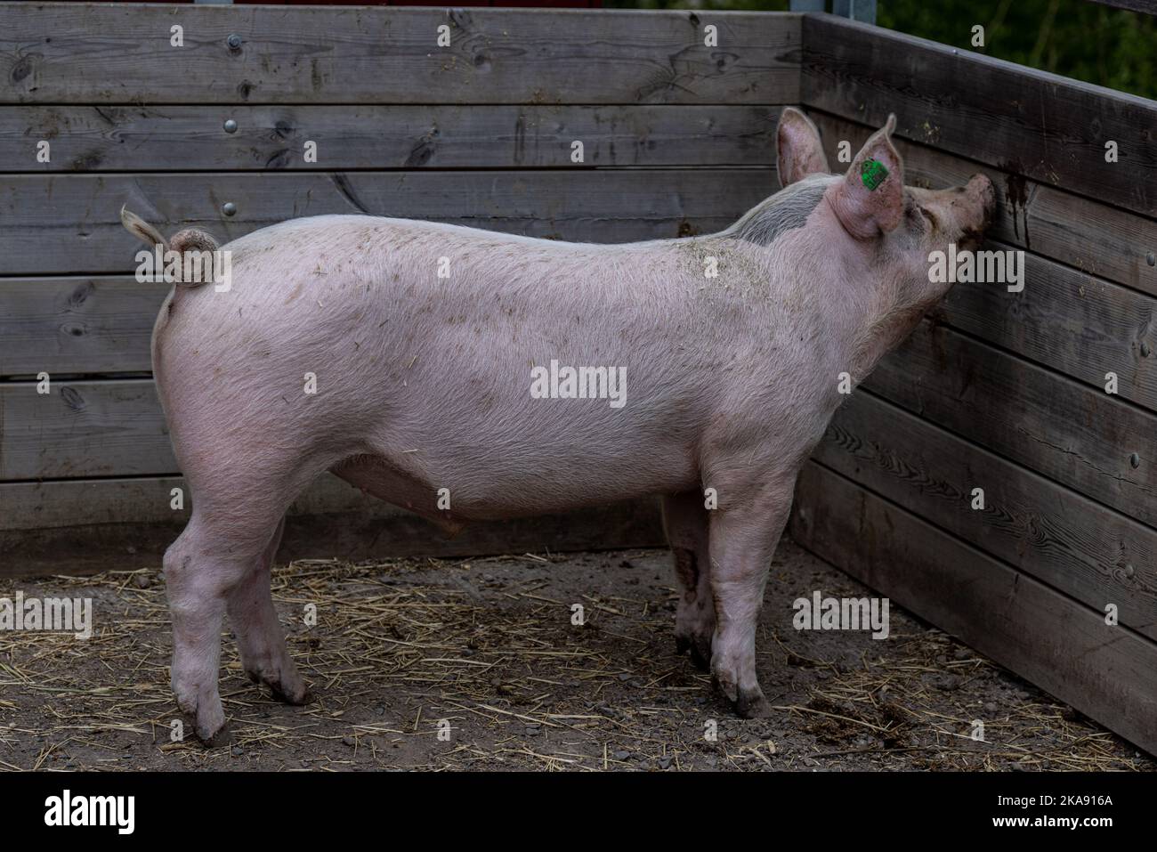 Kongsgarden hi-res stock photography and images - Alamy