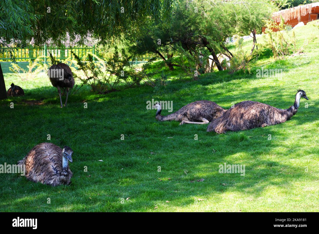 Australian emu meat hi-res stock photography and images - Alamy