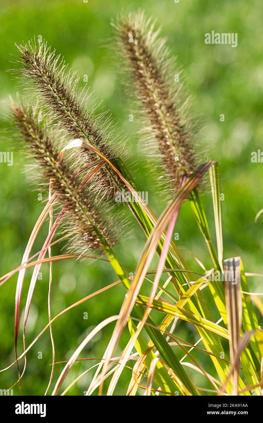 Closeup of high grasses Stock Photo - Alamy