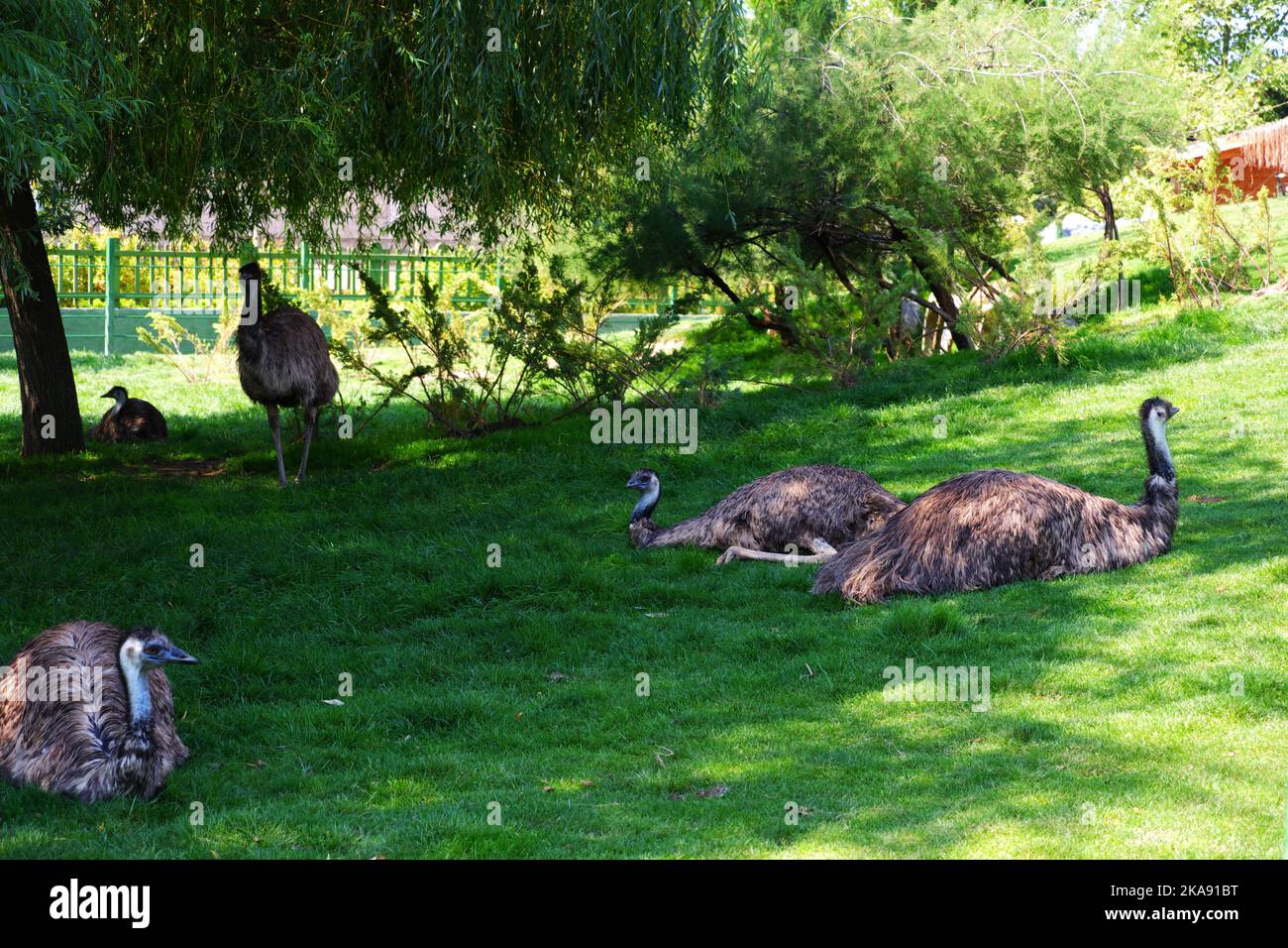 Australian emu meat hi-res stock photography and images - Alamy