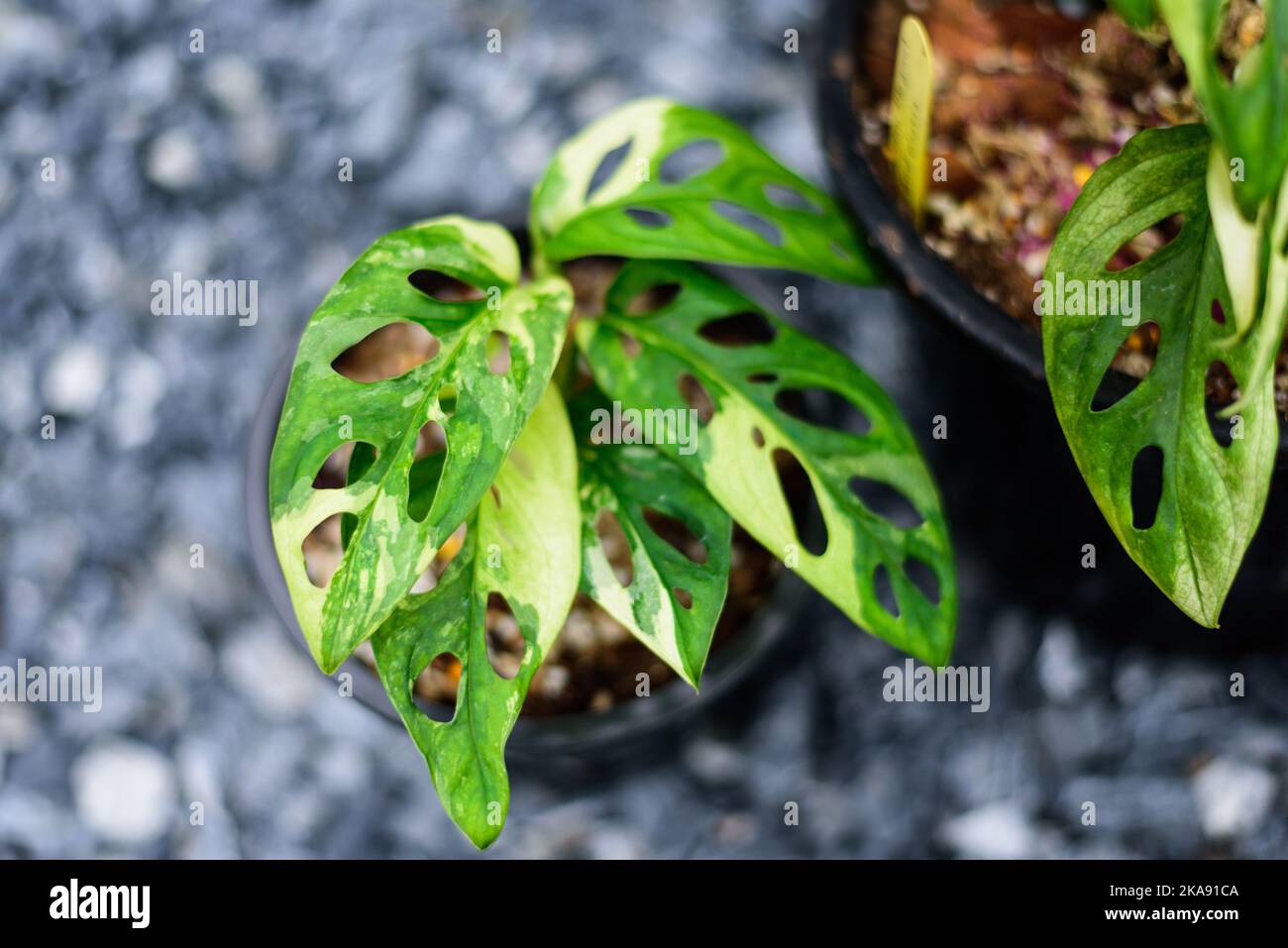 Monstera adansonii albo variegated giant Stock Photo - Alamy