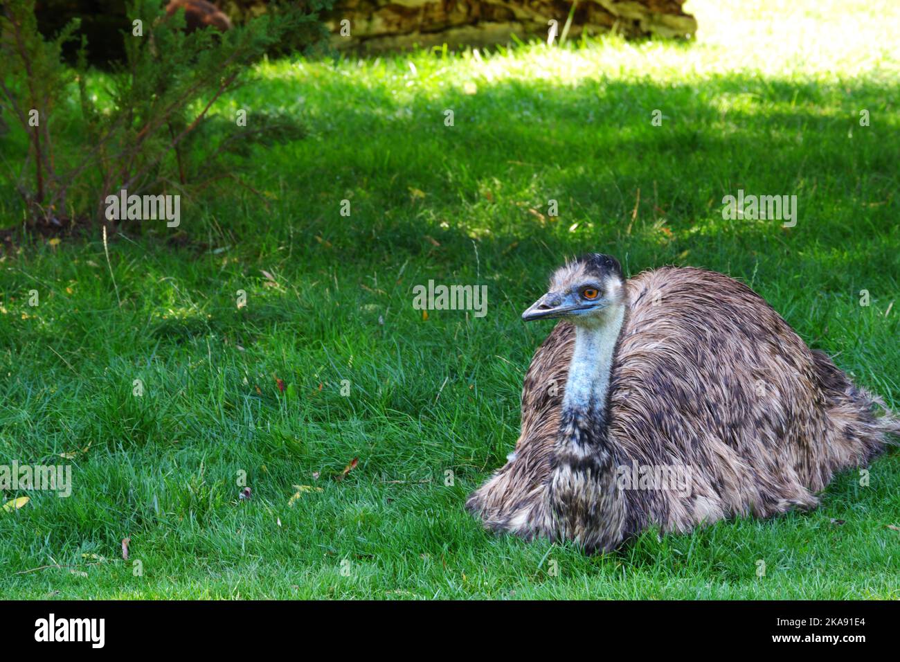 Australian emu meat hi-res stock photography and images - Alamy