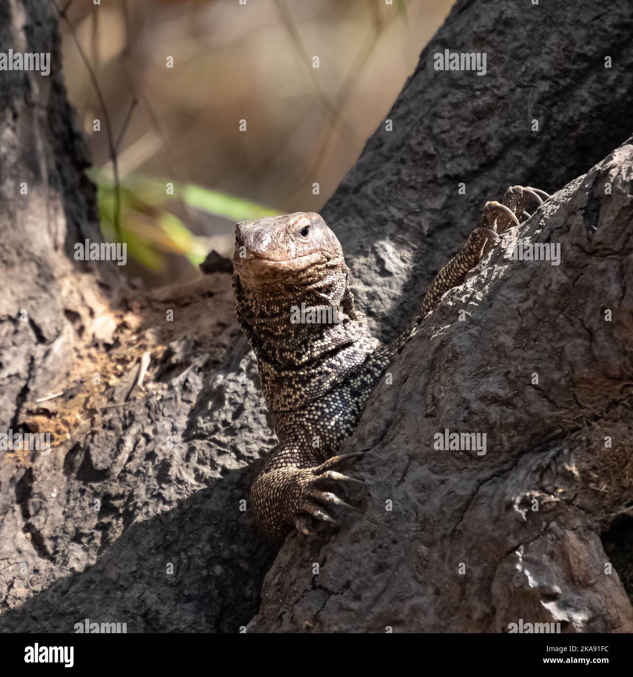 Bengal monitor, Varanus bengalensis, lizard hidden in a hole on a tree ...