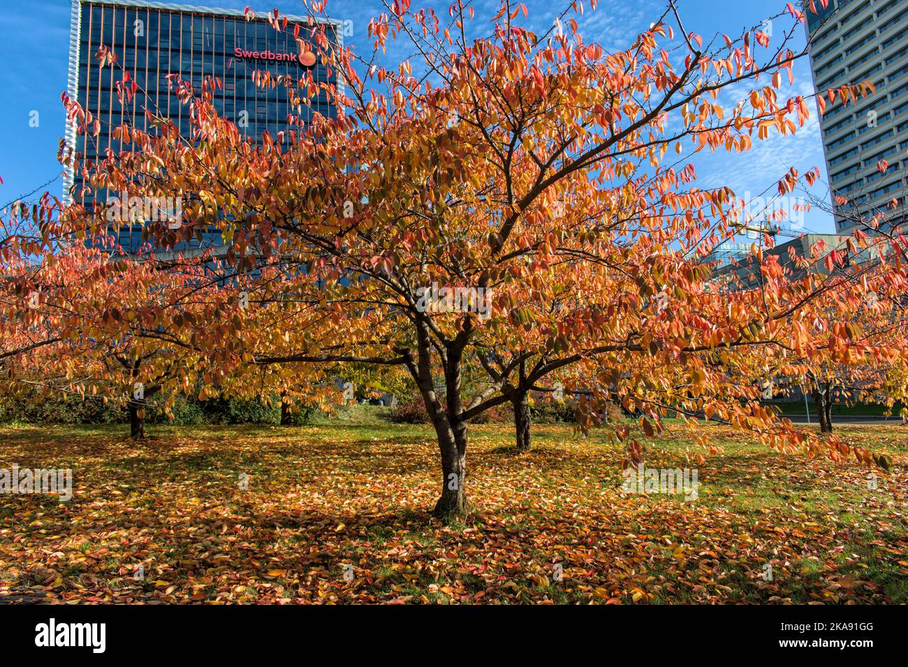 Sakura park hi-res stock photography and images - Alamy