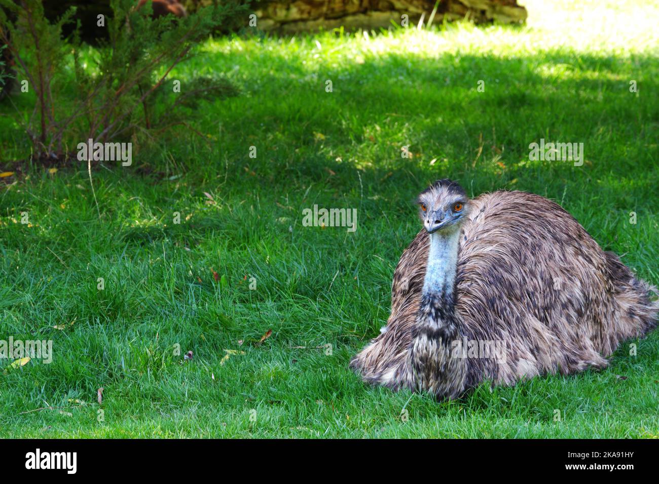 Australian emu meat hi-res stock photography and images - Alamy