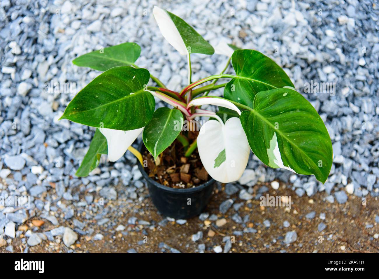 Philodendron white hi-res stock photography and images - Alamy