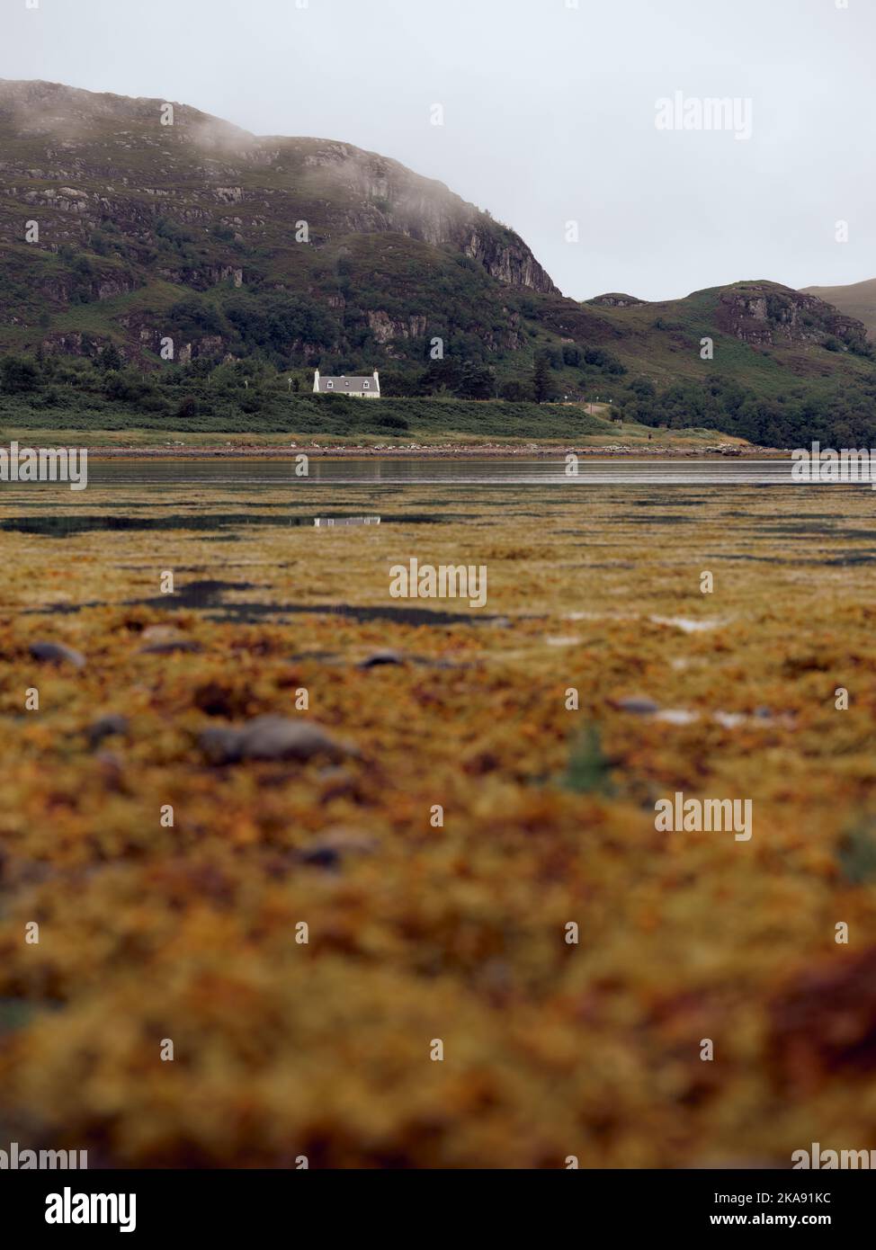 A lone white croft and a seaweed foreshore in Londubh village on the ...