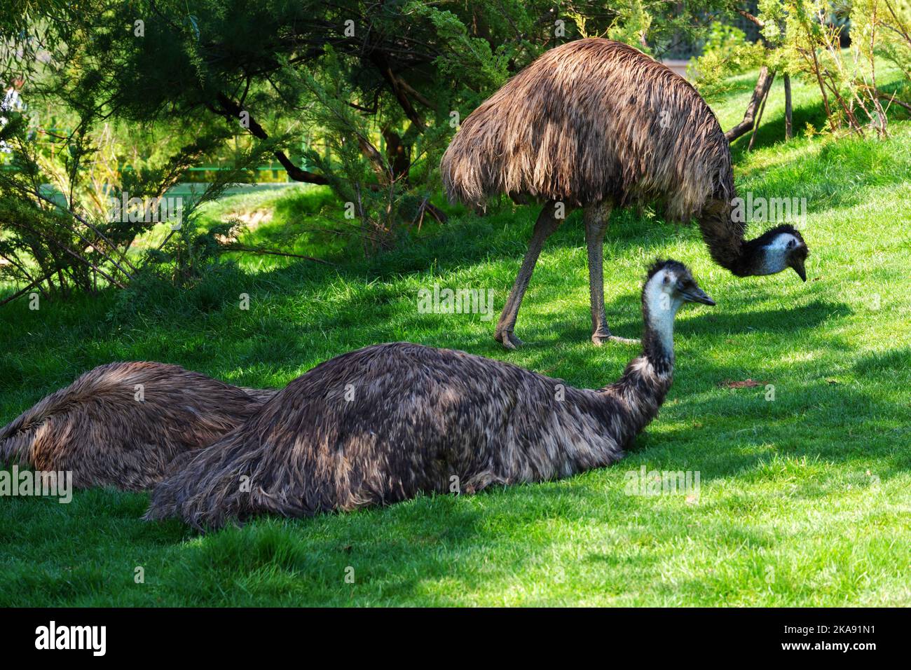 Australian emu meat hi-res stock photography and images - Alamy