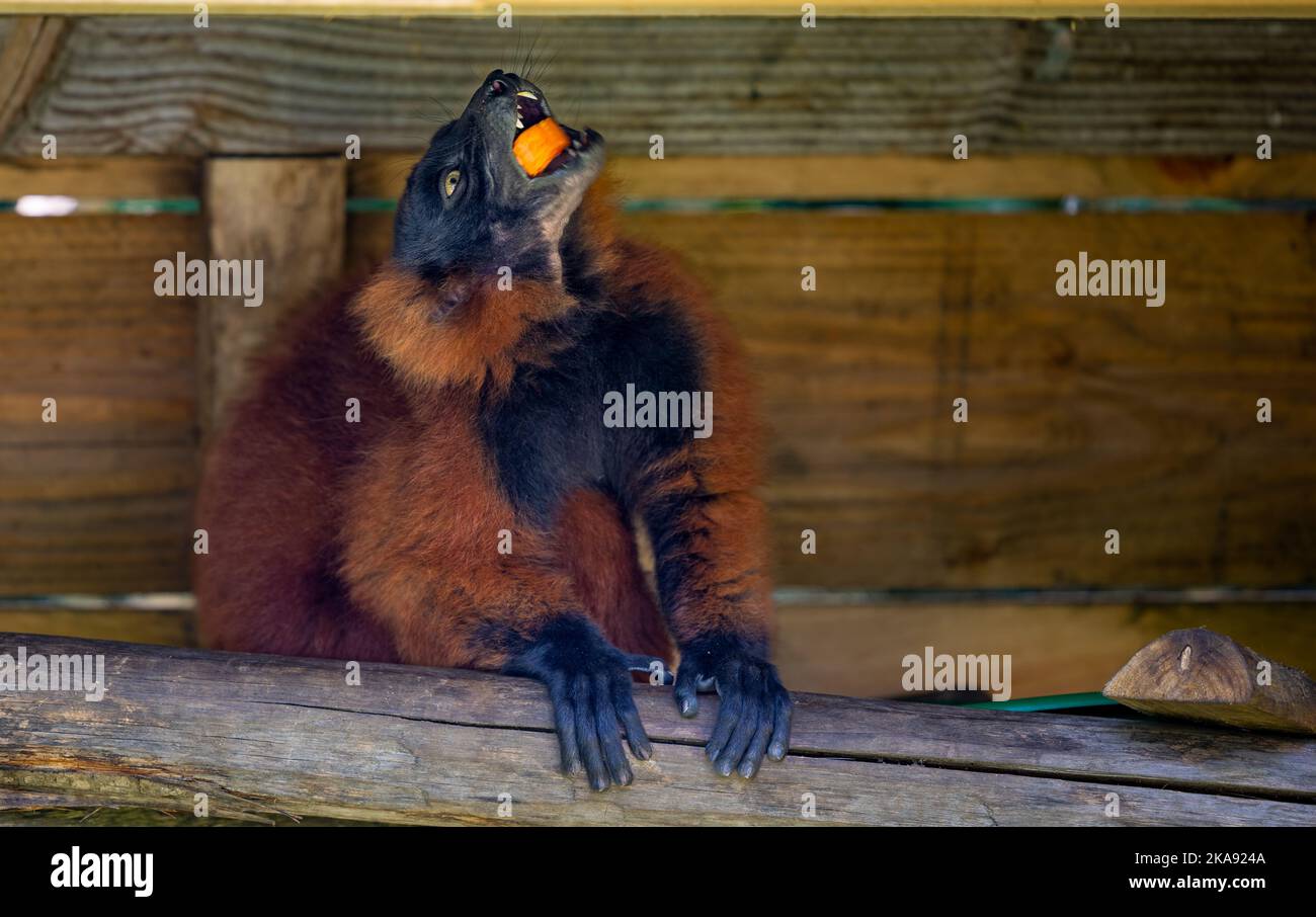 A closeup of a furry red ruffed lemur eating fruit in the zoo Stock ...