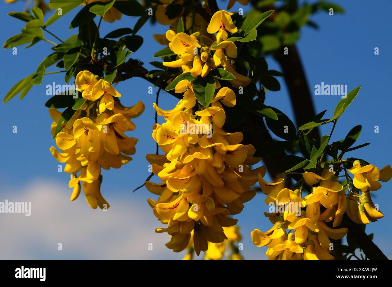 Common laburnum flowers in sunlight against a blue sky. Close-up with ...