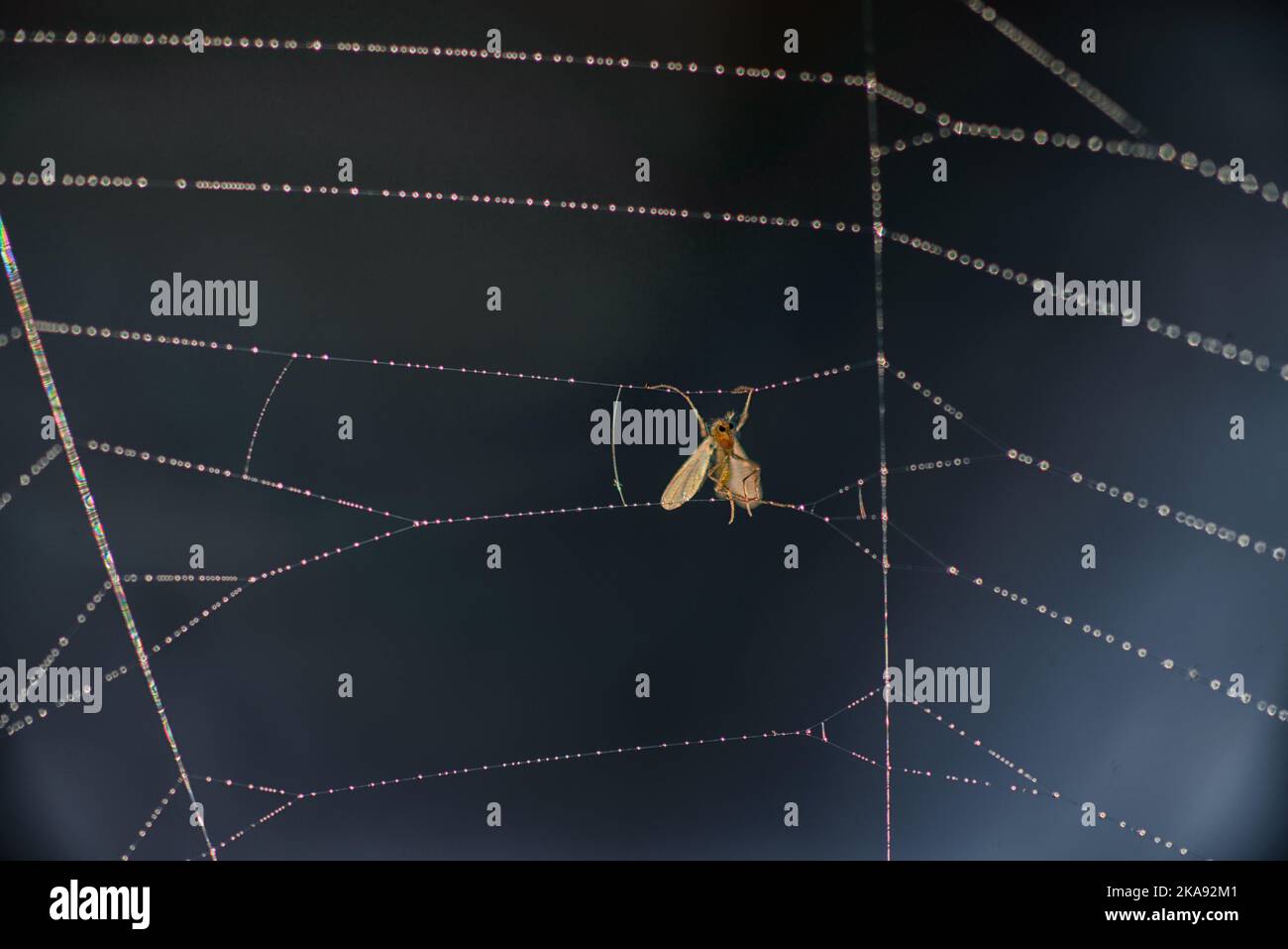 Relaxed spider hi-res stock photography and images - Alamy